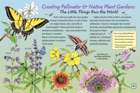 Native Plants & Pollinators : Nancy Seiler